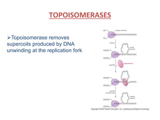 Enzyme involved in DNA replication | PPTX