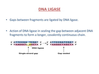 Enzyme involved in DNA replication | PPTX