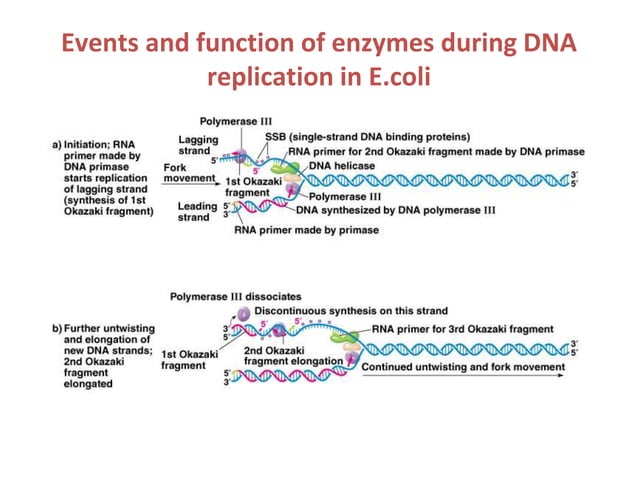 Enzyme involved in DNA replication | PPTX