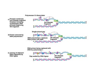 Enzyme involved in DNA replication | PPTX