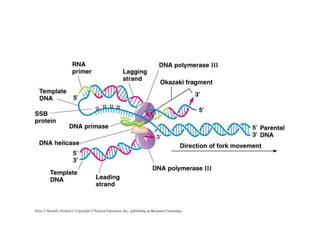 Enzyme involved in DNA replication | PPTX