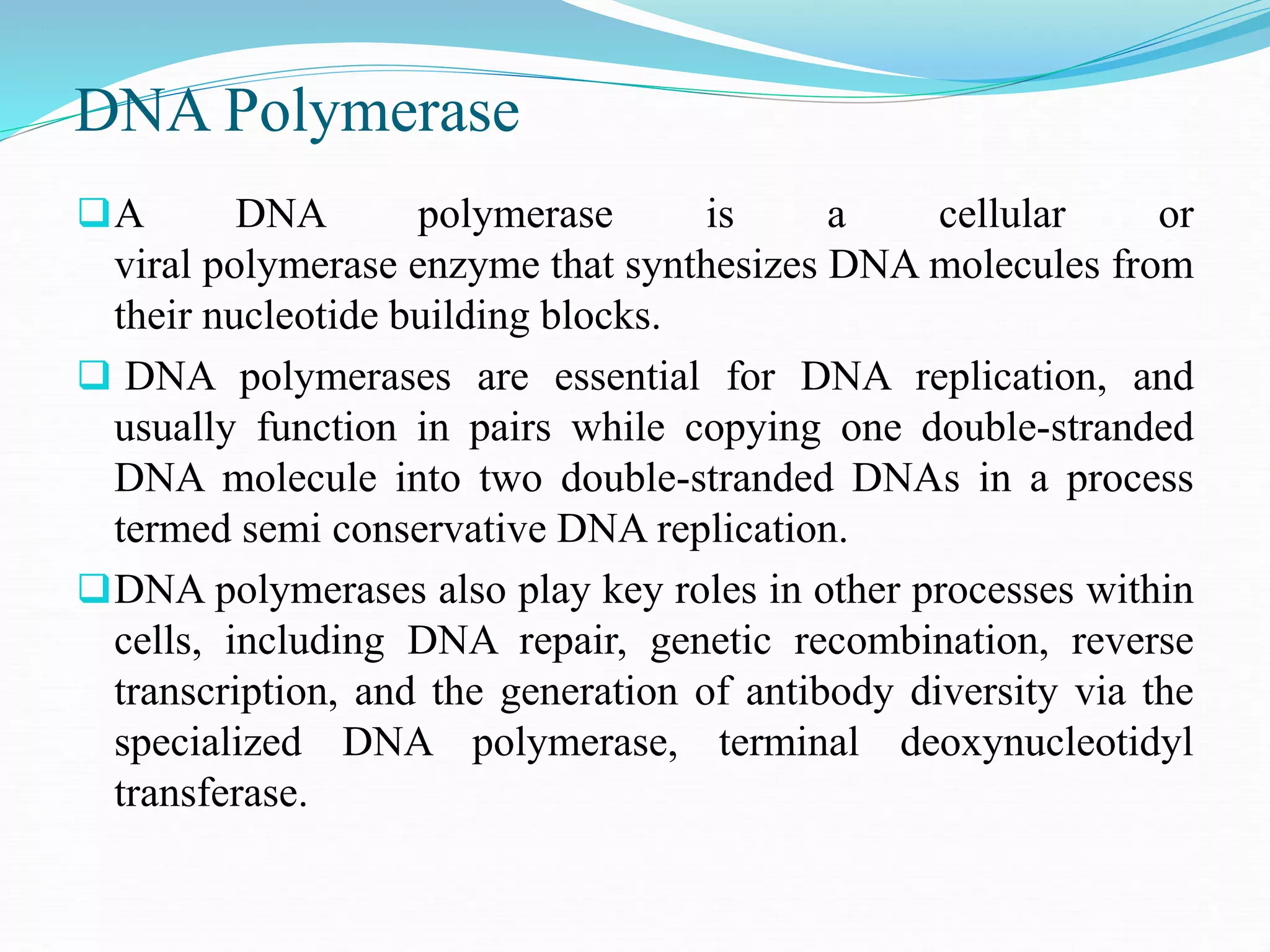 Eukaryotic DNA replication by kk sahu | PPT