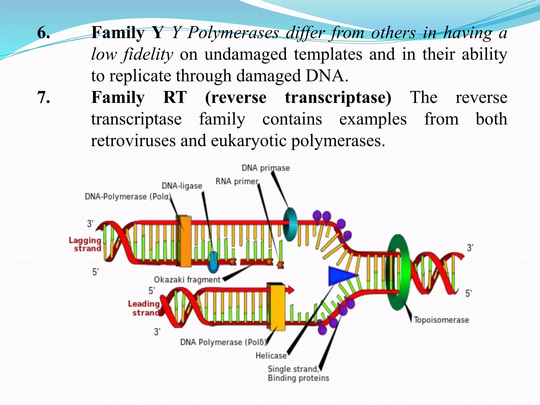 Eukaryotic DNA replication by kk sahu | PPT