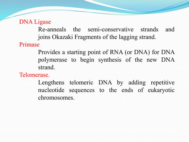 Eukaryotic DNA replication by kk sahu | PPT