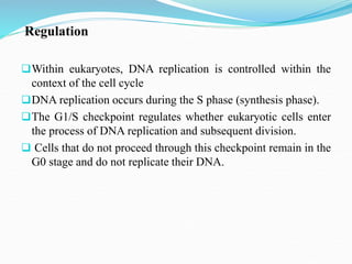 Eukaryotic DNA replication by kk sahu | PPT