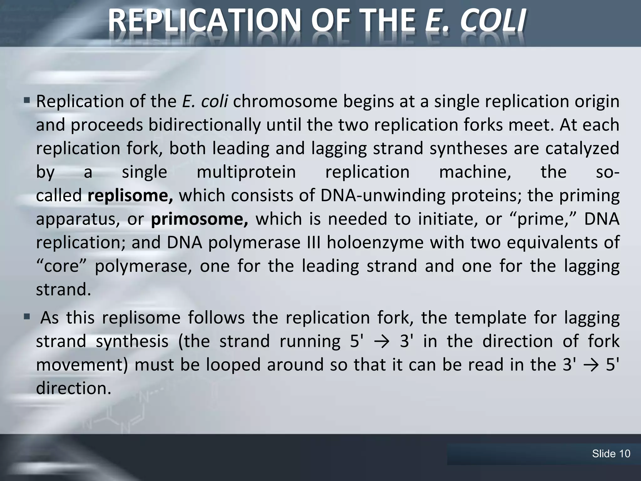 Prokaryotic dna replication by kk sahu | PPT