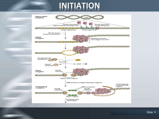 Prokaryotic dna replication by kk sahu | PPT | Chemistry | Science