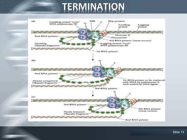 Prokaryotic dna replication by kk sahu | PPT | Chemistry | Science