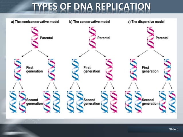 Prokaryotic dna replication by kk sahu | PPT | Chemistry | Science