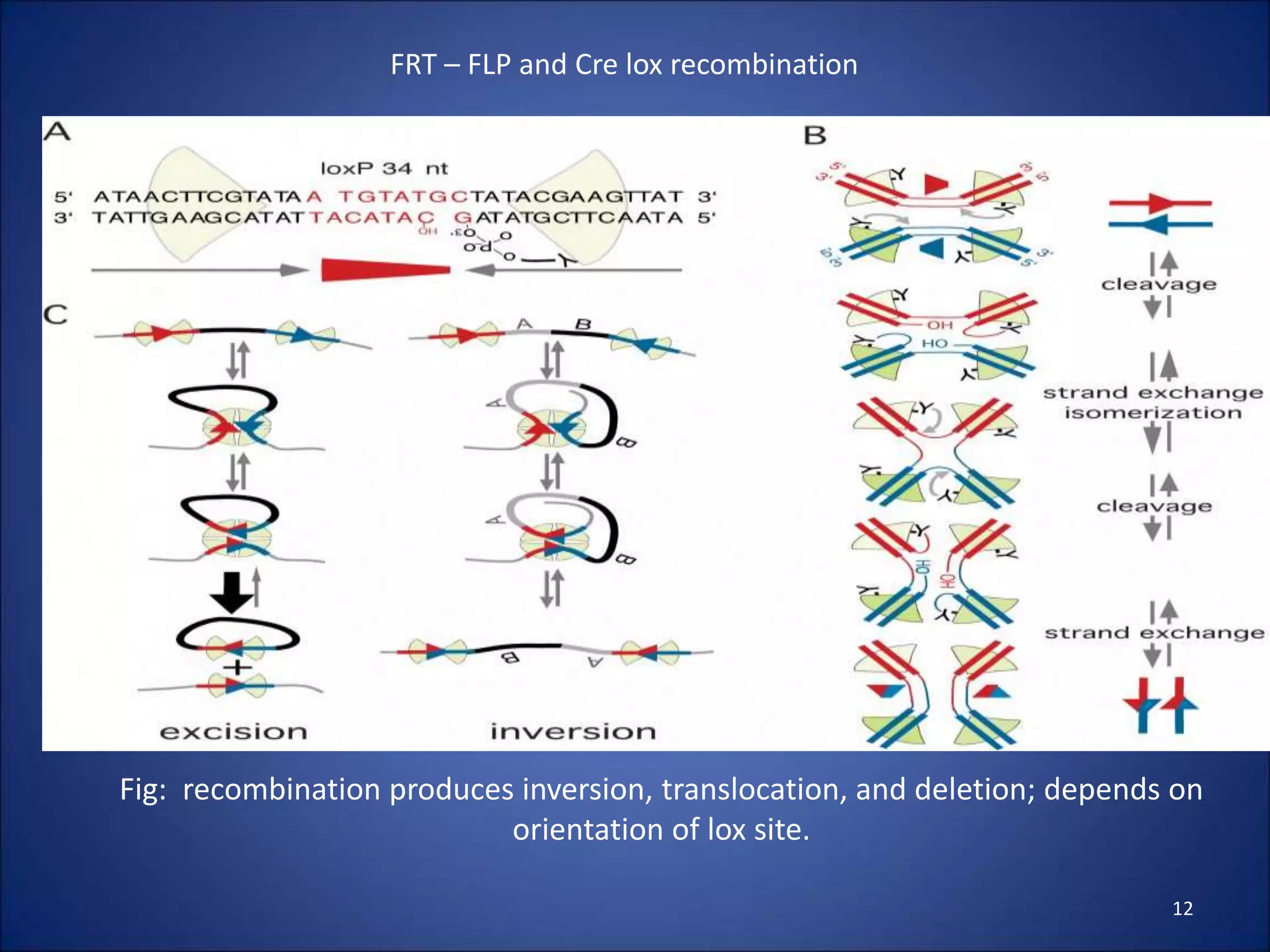 Recombinase Cre Lox And Flp Frt Ppt