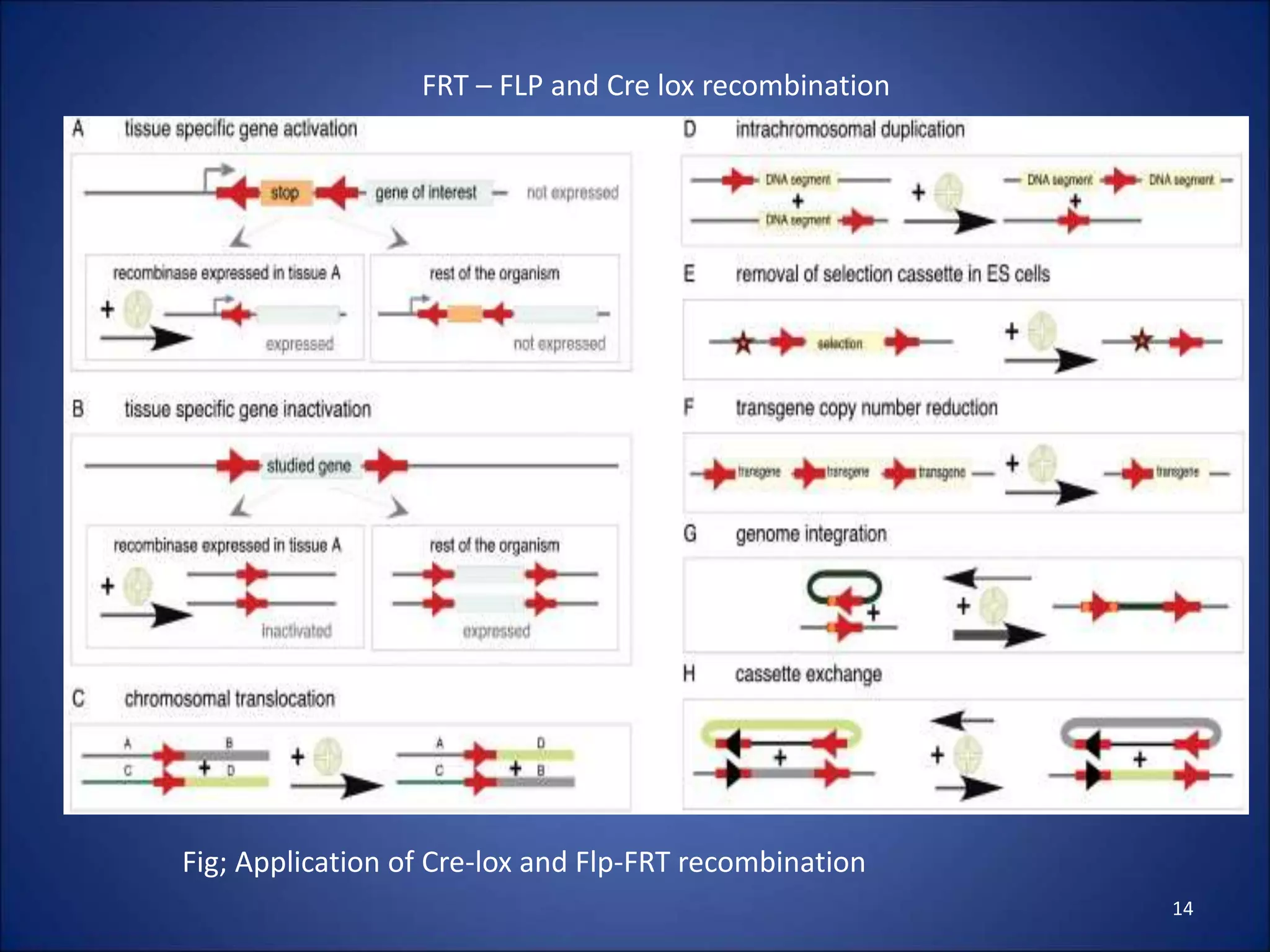 Recombinase Cre Lox And Flp Frt Ppt Chemistry Science
