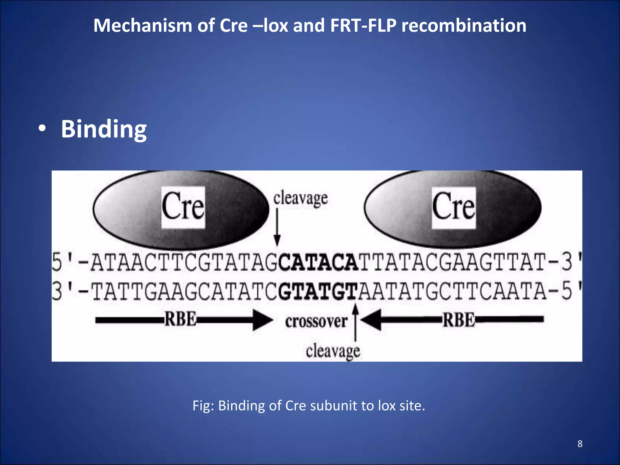 Recombinase cre lox and flp-frt | PPT