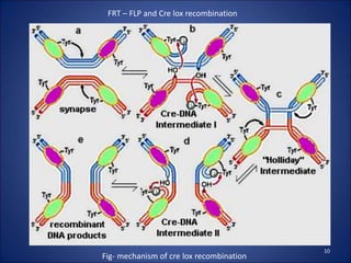 Recombinase cre lox and flp-frt | PPT