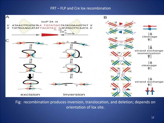 Recombinase cre lox and flp-frt | PPT | Chemistry | Science