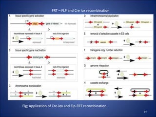 Recombinase cre lox and flp-frt | PPT