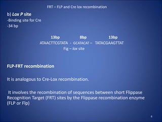 Recombinase cre lox and flp-frt | PPT