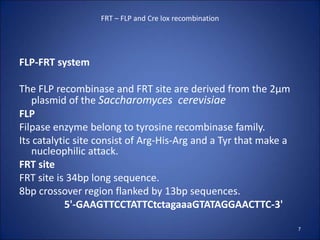 Recombinase cre lox and flp-frt | PPT