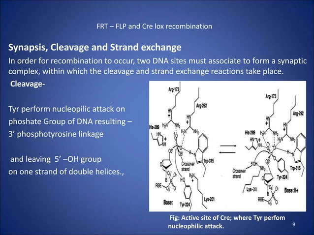 Recombinase Cre Lox And Flp Frt Ppt Chemistry Science