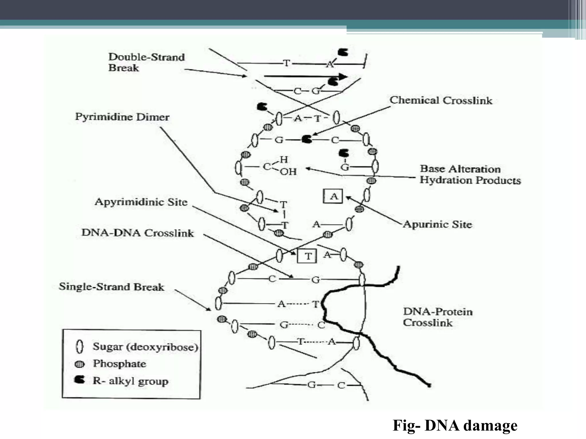 DNA damage, types by kk sahu | PPTX