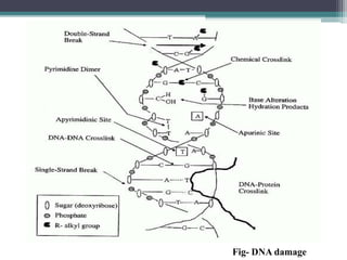 DNA damage, types by kk sahu | PPTX