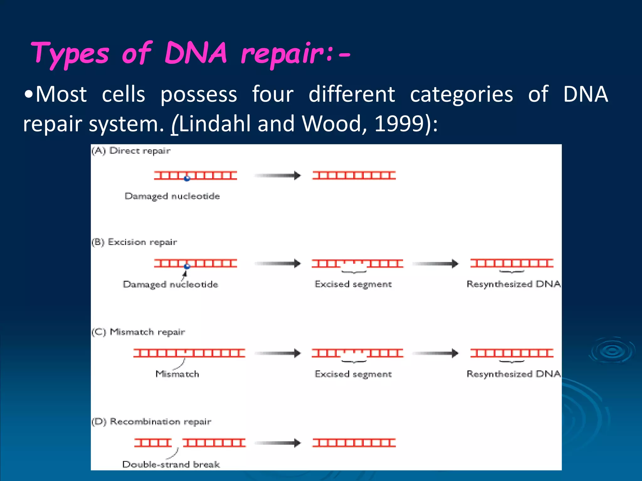 DNA repair and recombination | PPT