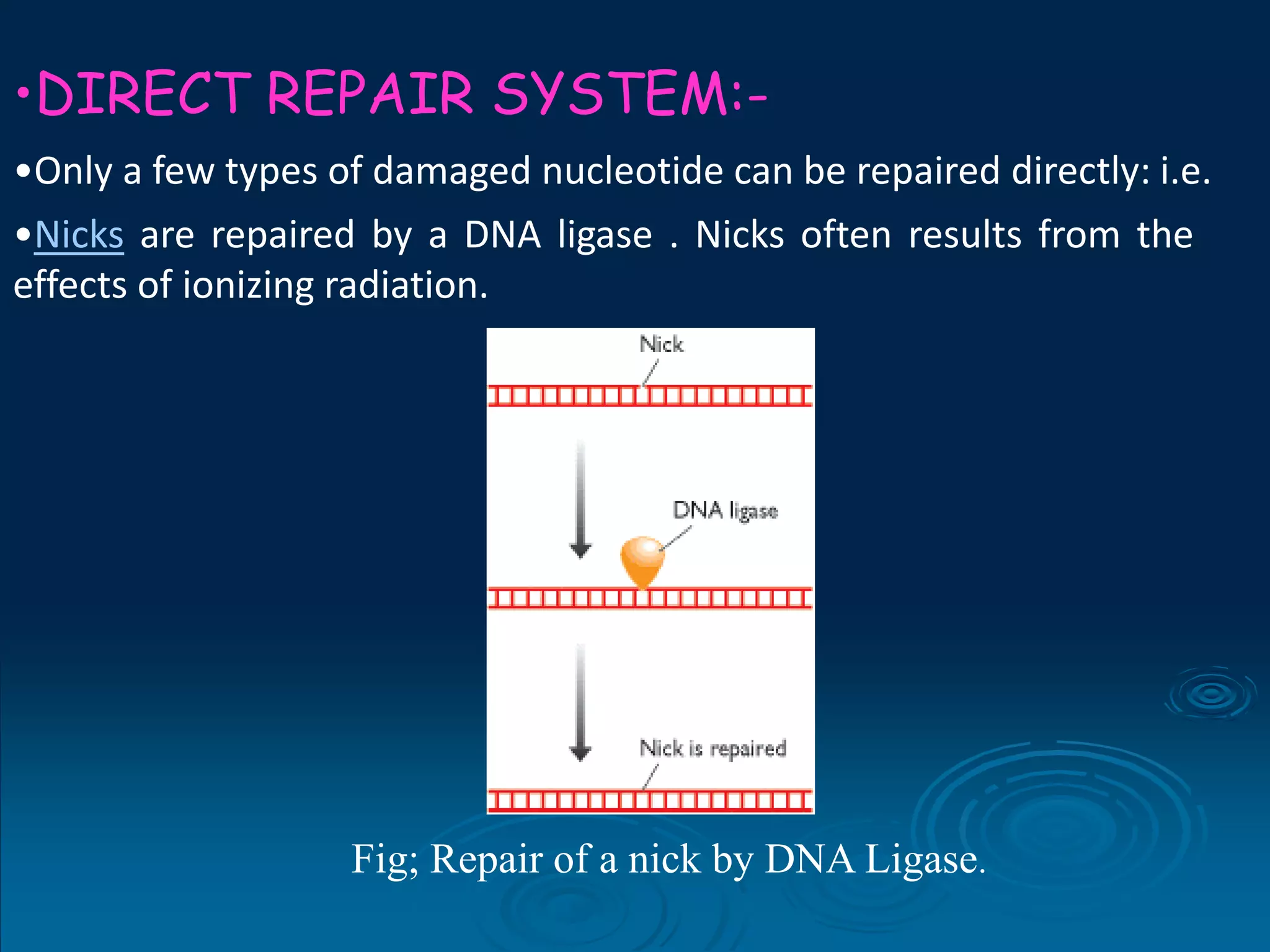 DNA repair and recombination | PPT