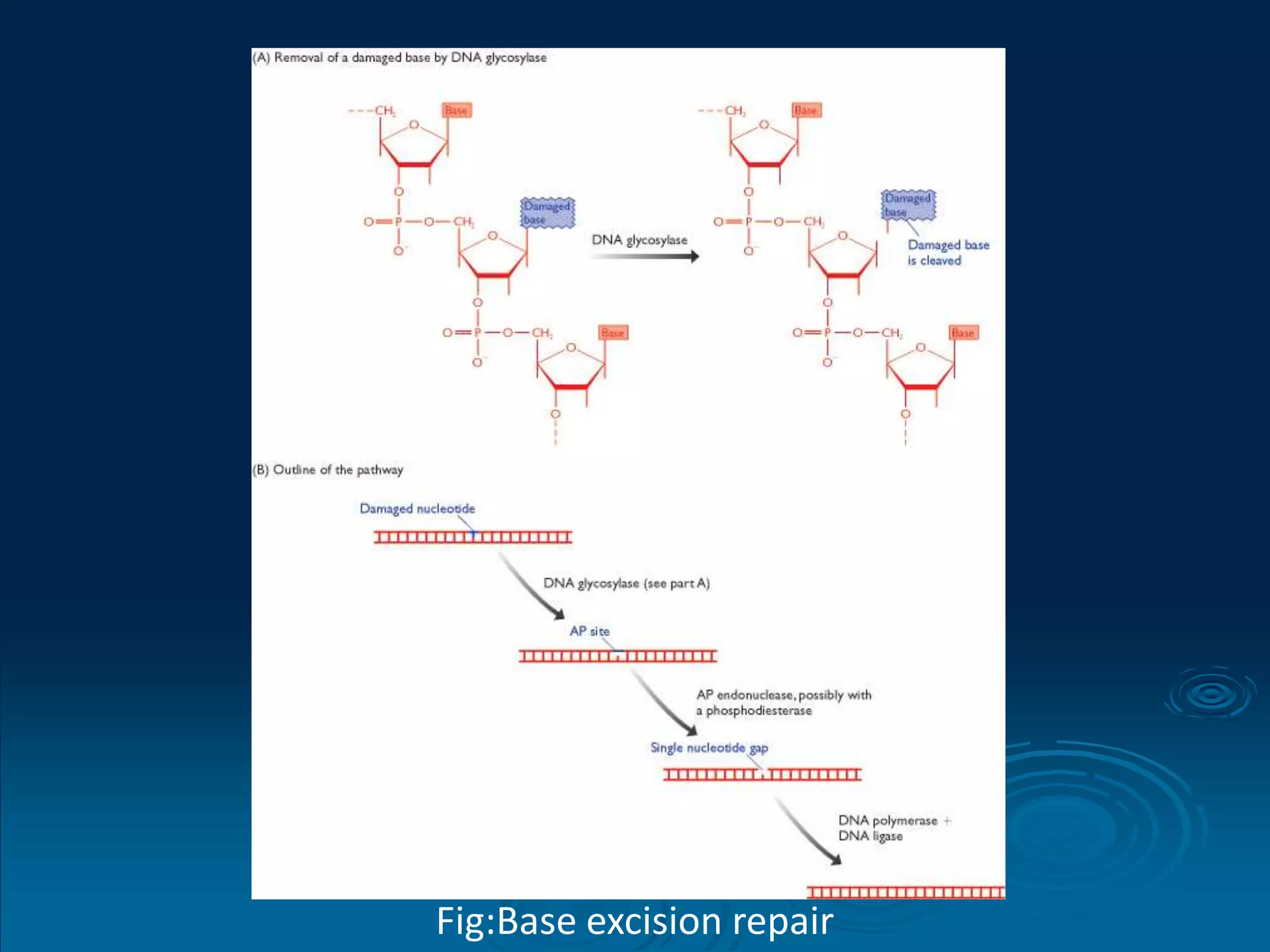 DNA repair and recombination | PPT