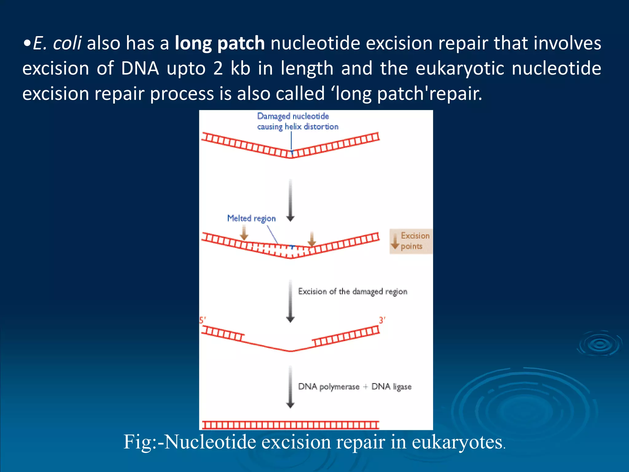 DNA repair and recombination | PPT