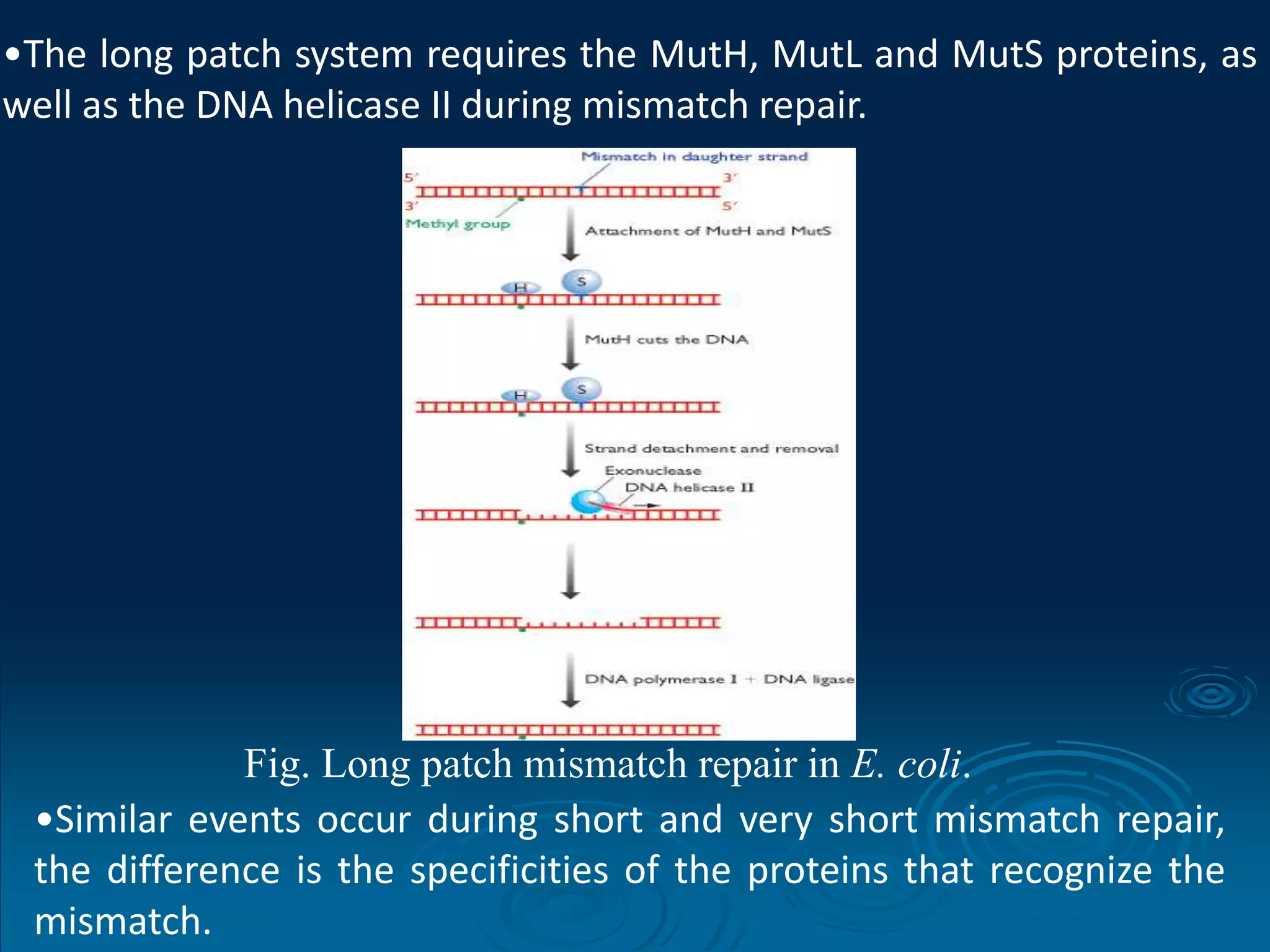 DNA repair and recombination | PPT