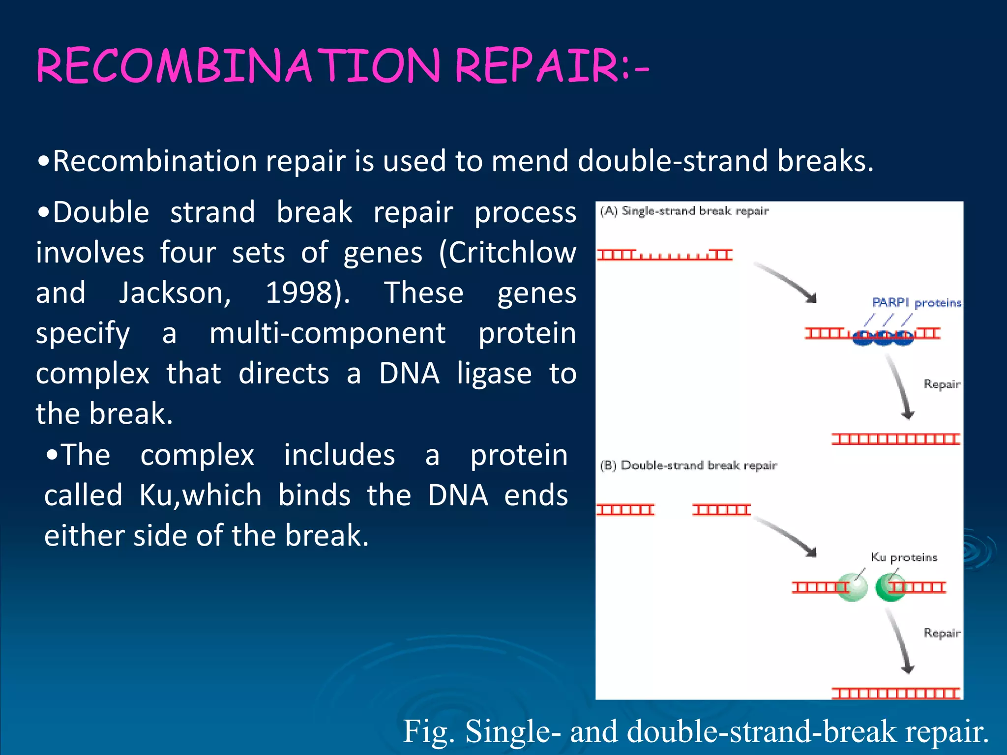 DNA repair and recombination | PPT