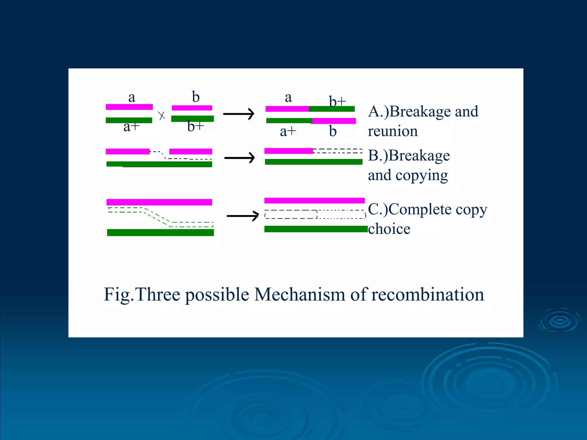 DNA repair and recombination | PPT