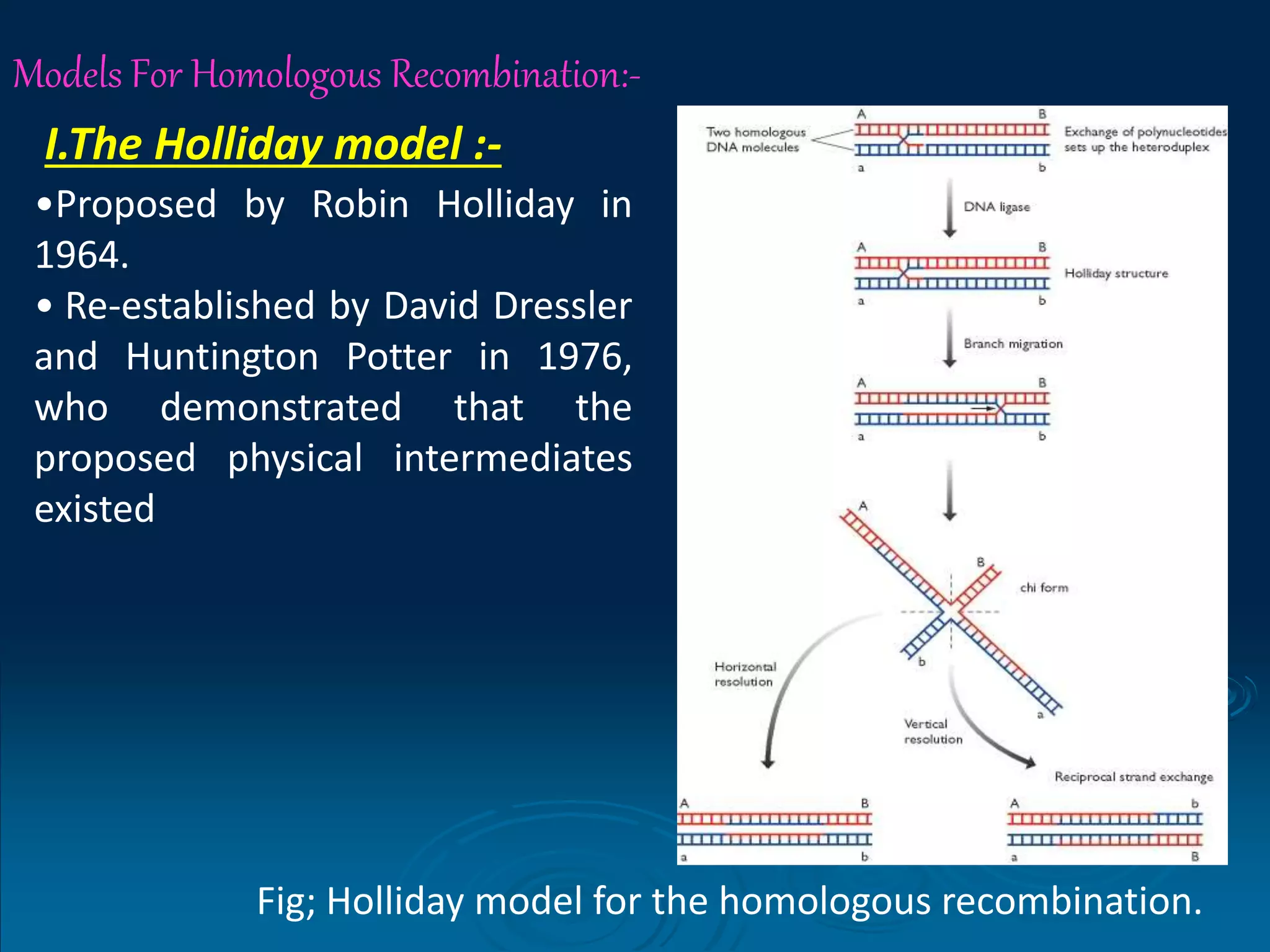 DNA repair and recombination | PPT