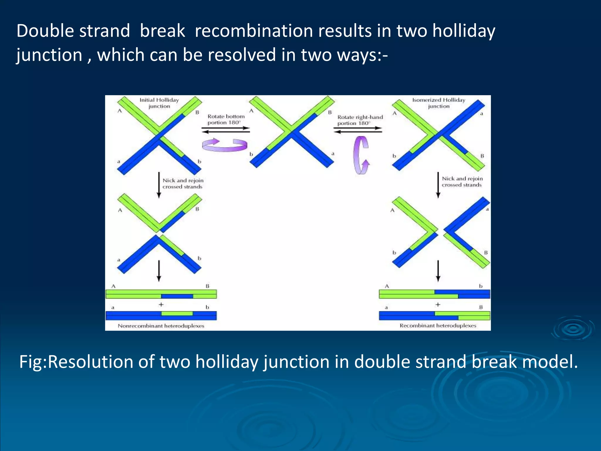 DNA repair and recombination | PPT