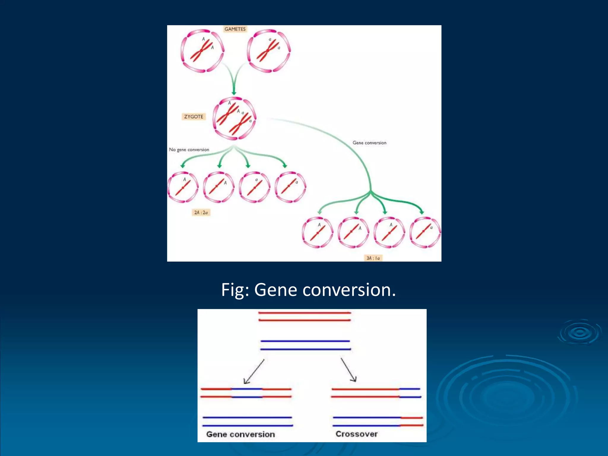 DNA repair and recombination | PPT