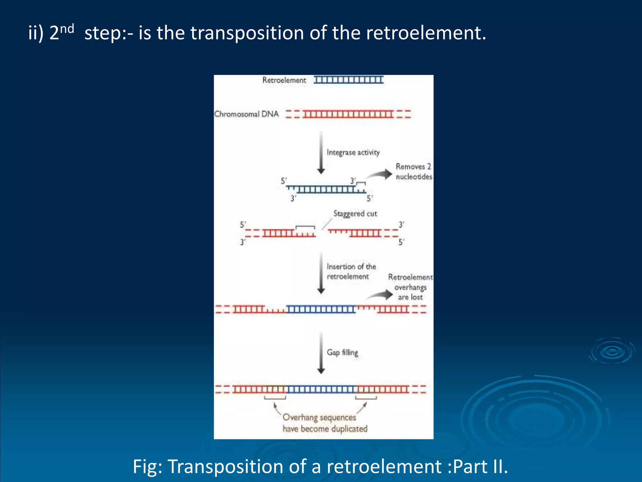 DNA repair and recombination | PPT