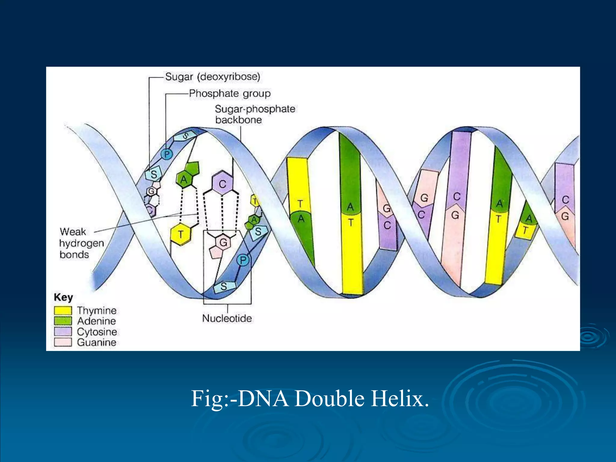DNA repair and recombination | PPT