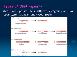 DNA repair and recombination | PPT