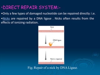 DNA repair and recombination | PPT