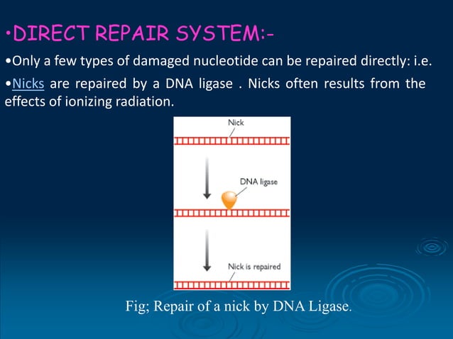 DNA repair and recombination | PPT