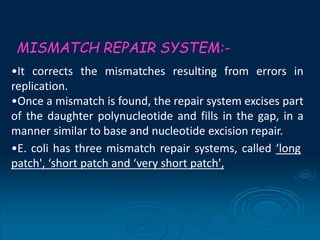 DNA repair and recombination | PPT