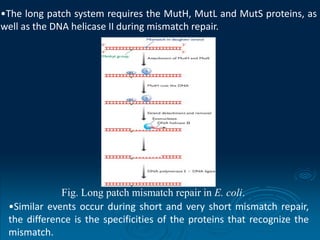 DNA repair and recombination | PPT