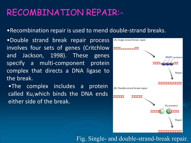 DNA repair and recombination | PPT