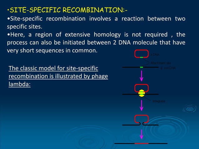 DNA repair and recombination | PPT