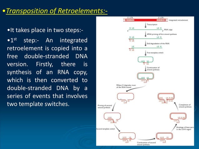 DNA repair and recombination | PPT