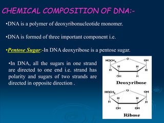 DNA repair and recombination | PPT