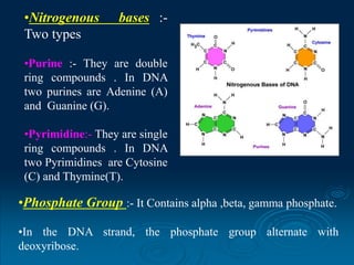 DNA repair and recombination | PPT