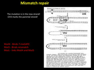 DNA repair by k sahu | PPTX