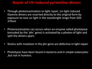DNA repair by k sahu | PPTX