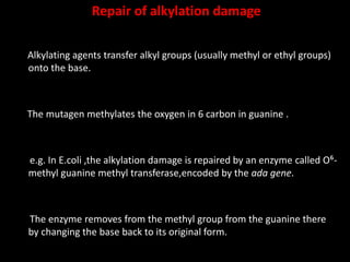 DNA repair by k sahu | PPTX