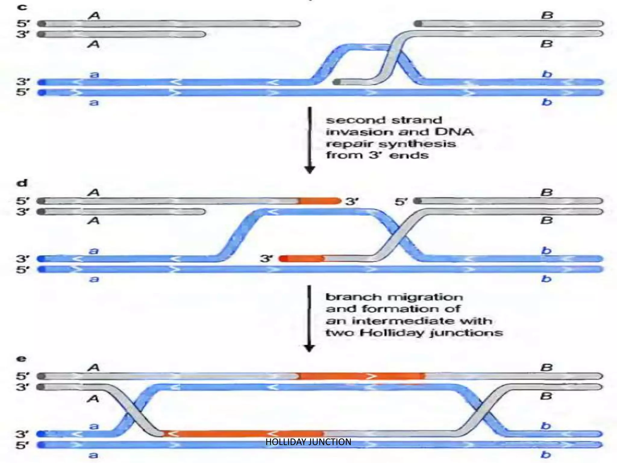 Holliday junction Model by kk | PPT